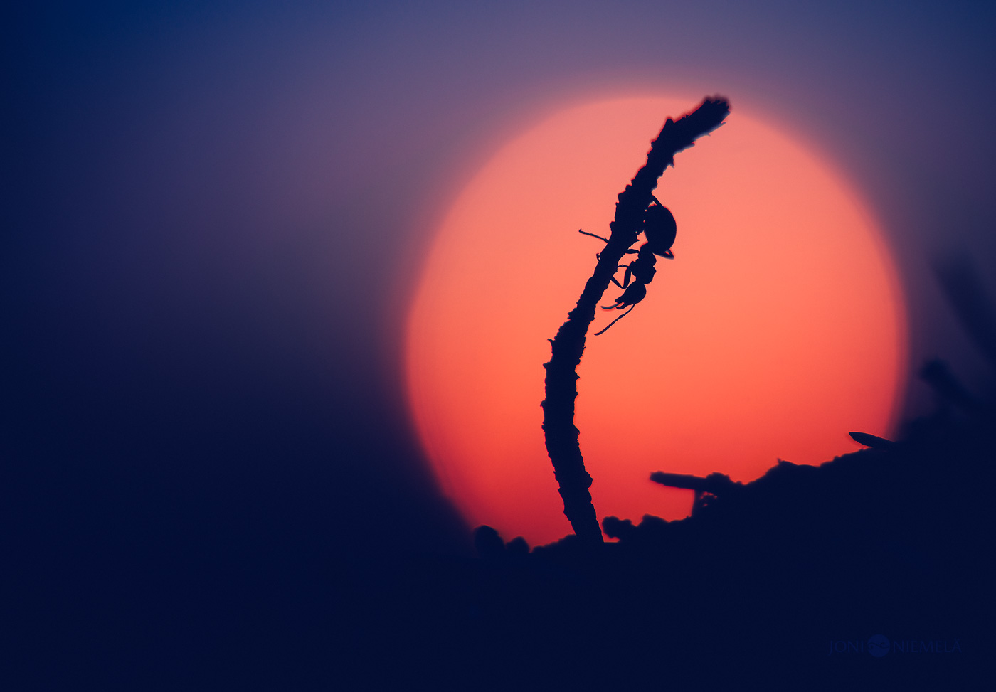 Red Giant Blog Joni Niemel Fine Art Photography